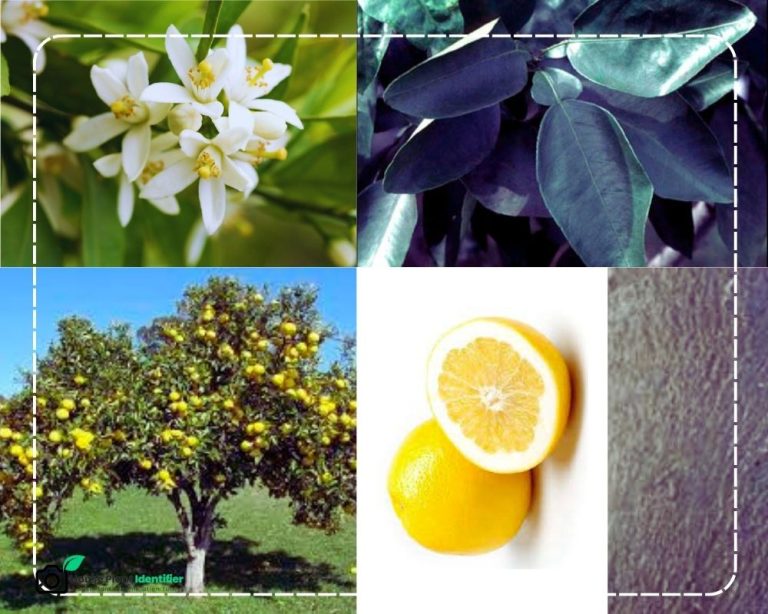 Identify Fruit Trees by Picture and an Approved Tool - InHousePlant ...