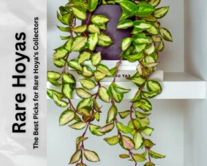 5 Rare Hoyas: The Best Picks for Rare Hoya's Collectors - InHousePlant ...