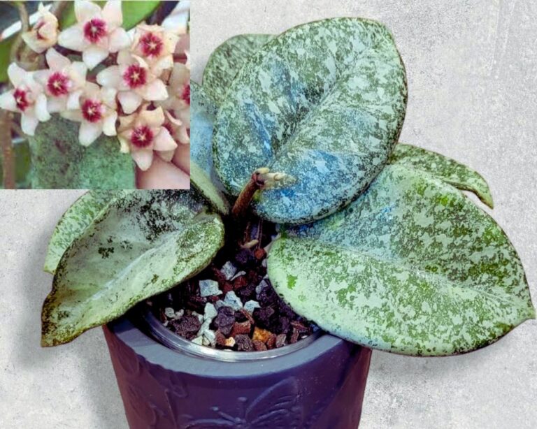 5 Rare Hoyas: The Best Picks for Rare Hoya's Collectors - InHousePlant ...