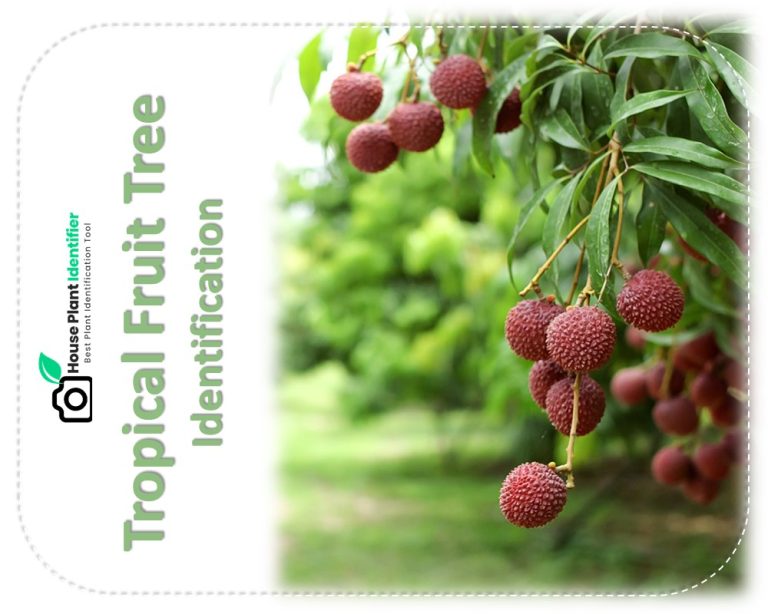 Tropical Fruit Tree Identification: Best-Tried Methods 2025 ...
