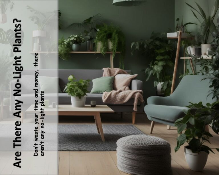No-Light Plants or Low-Light Plants: Choose Wisely with Tried Tips ...