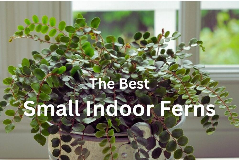 5 Small Indoor Ferns: Top Picks for any Tropical décor + Easy Care ...