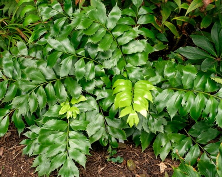 13 Ferns Safe for Cats: Keep your Kitty Happy with Tested & Tails Up ...