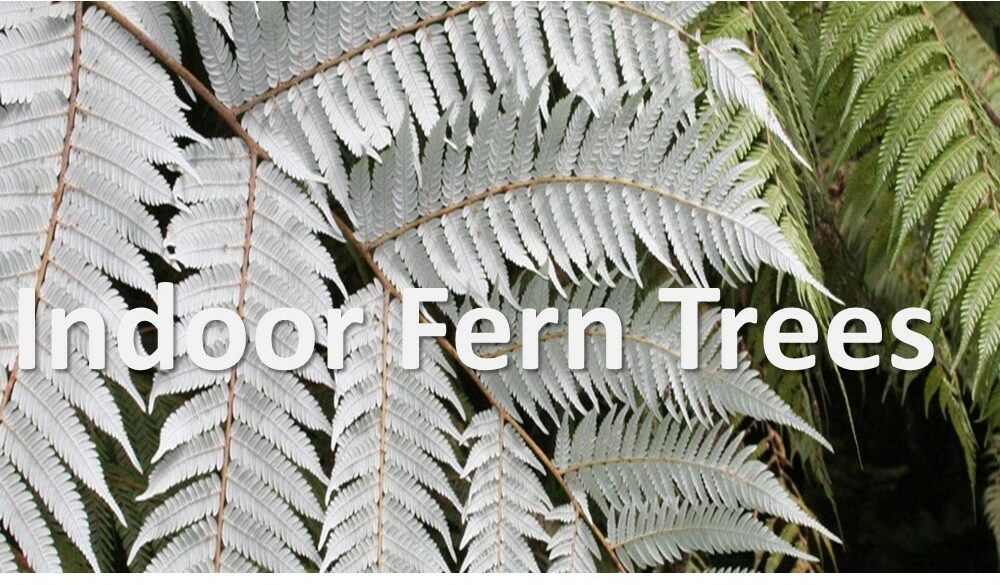 3 Indoor Fern Trees: Top Picks in 2024 for a Unique Tropical Interior ...