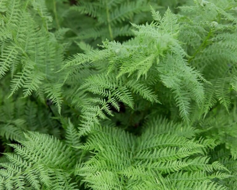 13 Ferns Safe for Cats: Keep your Kitty Happy with Tested & Tails Up ...