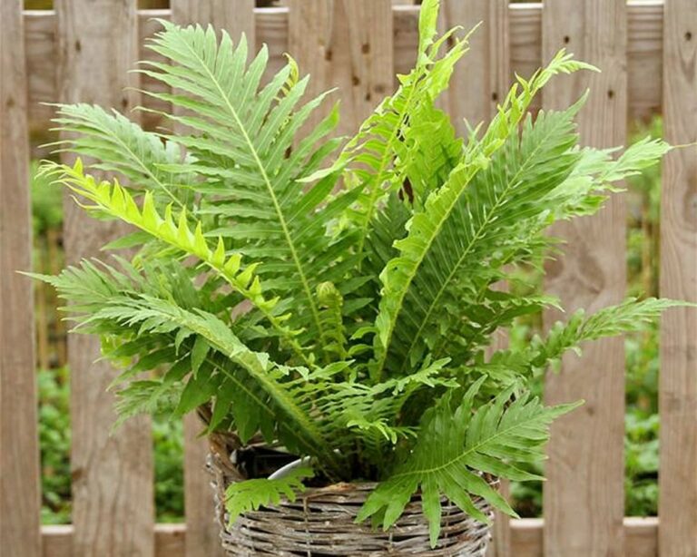 3 Indoor Fern Trees: Top Picks in 2024 for a Unique Tropical Interior ...