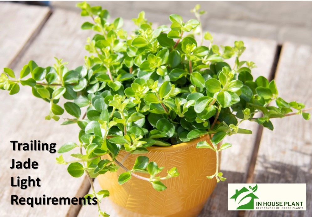 Optimal Ways for Trailing Jade Light Requirements: According to my ...