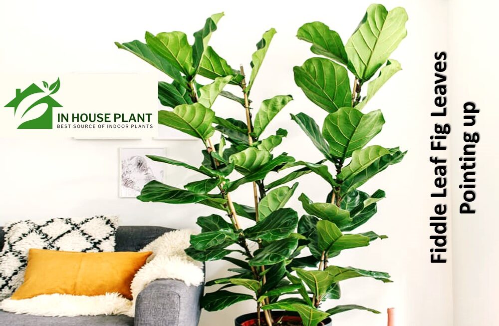 Fiddle Leaf Fig Leaves Pointing up: Good or Bad? - InHousePlant - Your ...