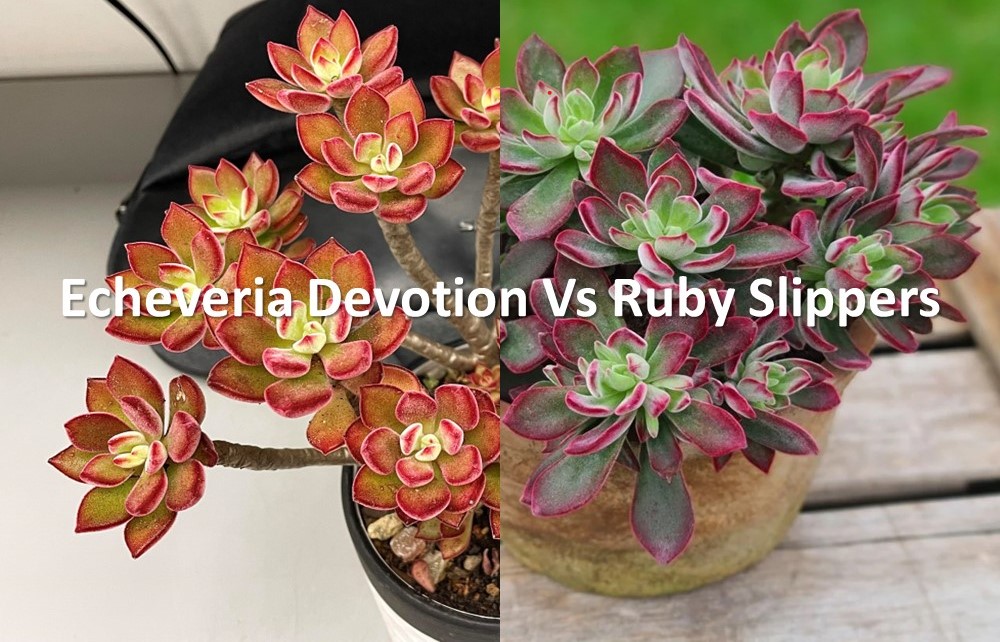 Echeveria Devotion Vs Ruby Slippers: All You Need to Distinguish - InHousePlant - Your Ultimate ...