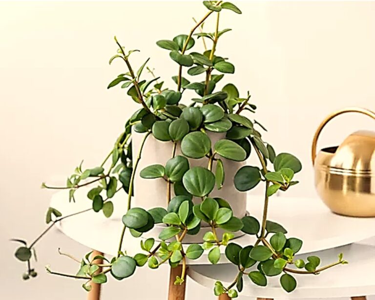 4 Trailing Jade Types to Make Your Unique Collection - InHousePlant ...