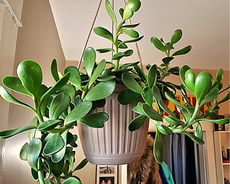 4 Trailing Jade Types to Make Your Unique Collection - InHousePlant ...