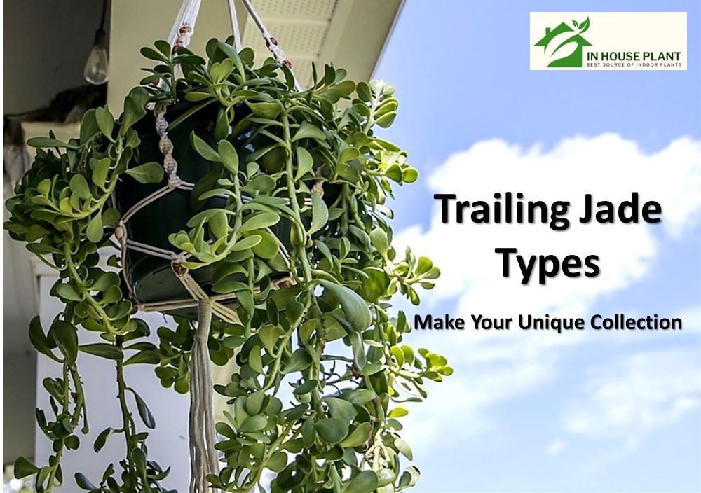 4 Trailing Jade Types to Make Your Unique Collection - InHousePlant ...