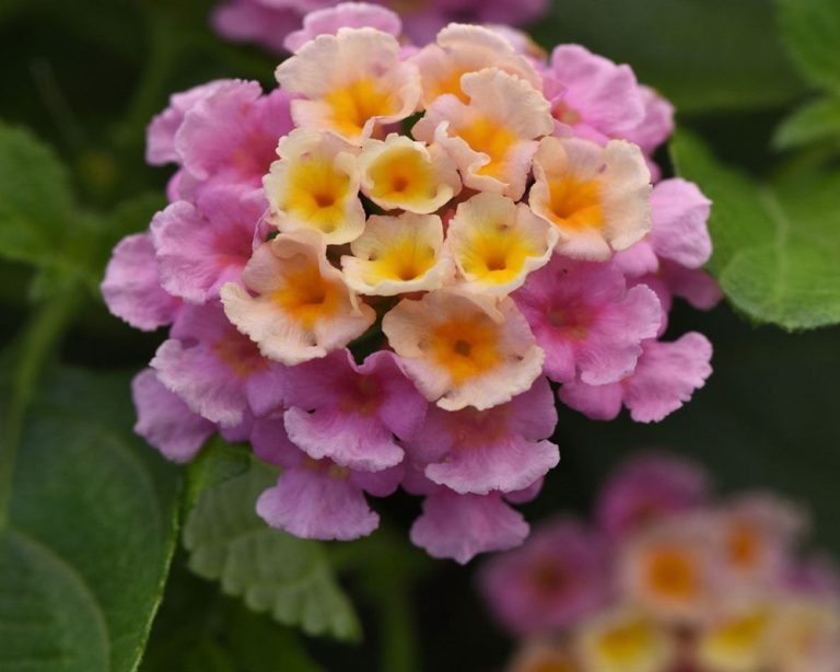 12 Trailing Lantana Colors: A Comprehensive Gallery of Trailing Lantana ...