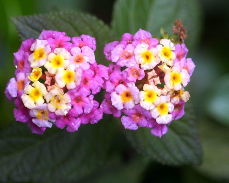 12 Trailing Lantana Colors: A Comprehensive Gallery of Trailing Lantana ...