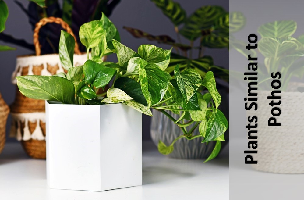 5 Plants Similar to Pothos: True Tips to Identify - InHousePlant - Your ...