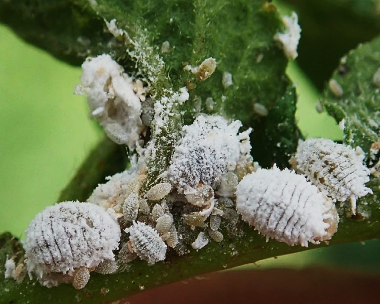 Mealybugs on the Jade Plant: A Tested Pest Control Guide - InHousePlant ...