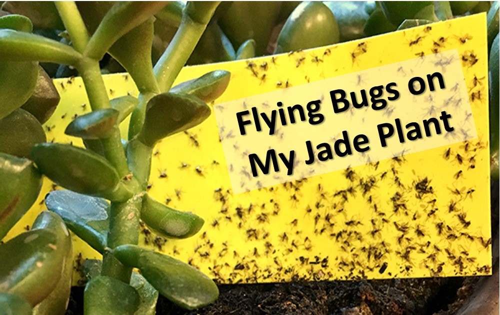 What Are These Flying Bugs on My Jade Plant? - InHousePlant - Your ...