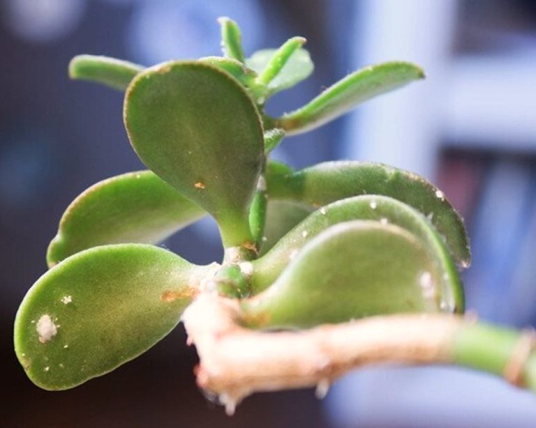 Mealybugs on the Jade Plant: A Tested Pest Control Guide - InHousePlant ...