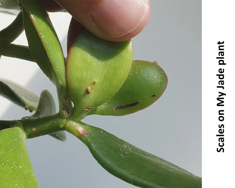 Jade Plant Problems: Bumps on Jade Plant Leaves - InHousePlant - Your ...