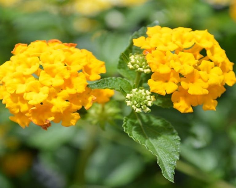 12 Trailing Lantana Colors: A Comprehensive Gallery of Trailing Lantana ...