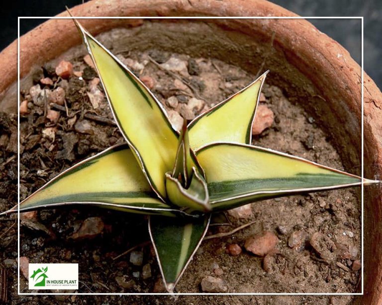 16 Plants Similar to the Snake Plant: The Best Easy True Way to ...