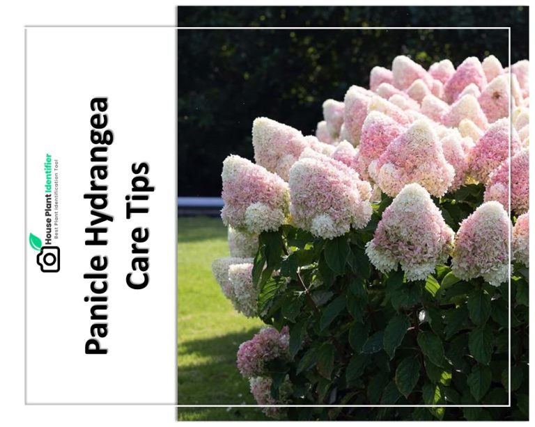 6 Stunning Panicle Hydrangea Varieties for 2025: Make Your Colorful ...