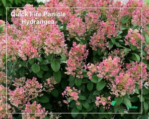 6 Stunning Panicle Hydrangea Varieties for 2025: Make Your Colorful ...