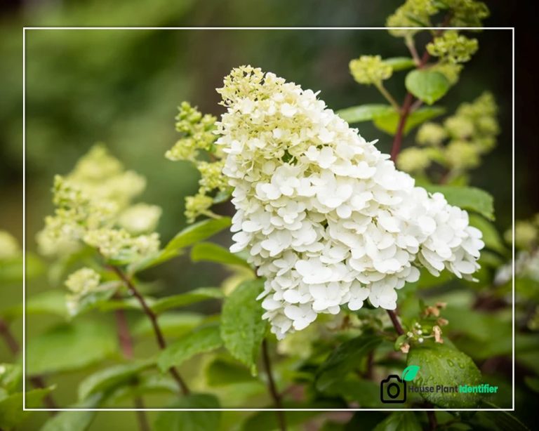 6 Stunning Panicle Hydrangea Varieties for 2025: Make Your Colorful ...