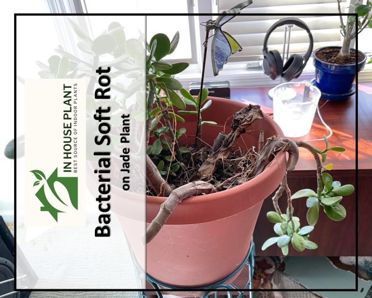 Bacterial Soft Rot on Jade Plant: Treat Stem Rot on Jade with Tested ...