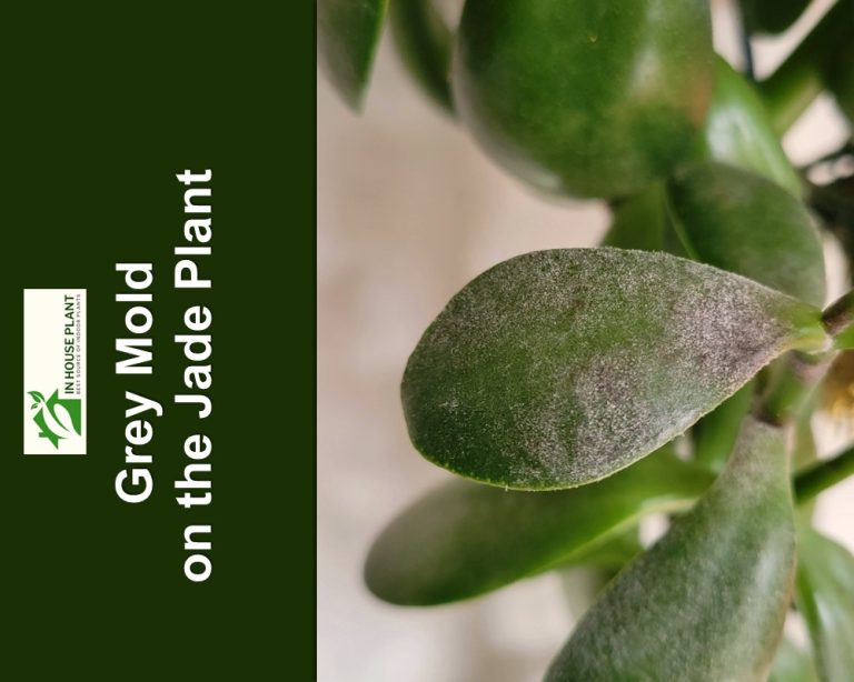Detect Fungus on Jade Plant and Treat it According to My Tips ...