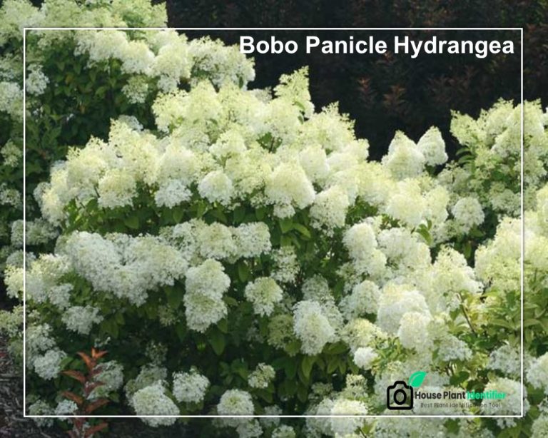 6 Stunning Panicle Hydrangea Varieties for 2025: Make Your Colorful ...