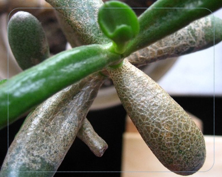 Jade Plant scaly leaves: The Final Answer to an unresolved Jade Plant ...