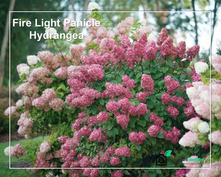 6 Stunning Panicle Hydrangea Varieties for 2025: Make Your Colorful ...