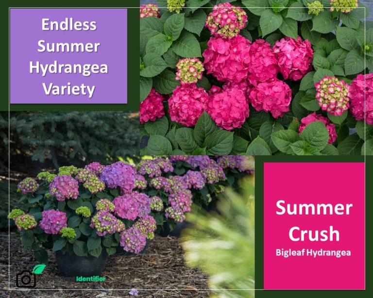 6 Eye-catching Endless Summer Hydrangea Varieties for 2025 ...