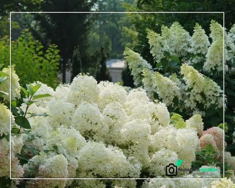 6 Stunning Panicle Hydrangea Varieties for 2025: Make Your Colorful ...