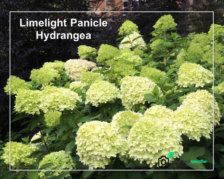 6 Stunning Panicle Hydrangea Varieties for 2025: Make Your Colorful ...