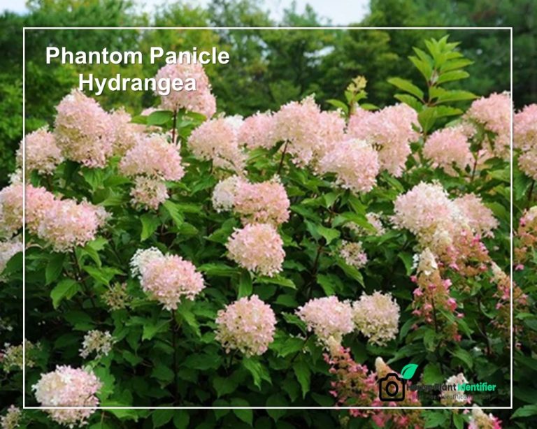 6 Stunning Panicle Hydrangea Varieties for 2025: Make Your Colorful ...