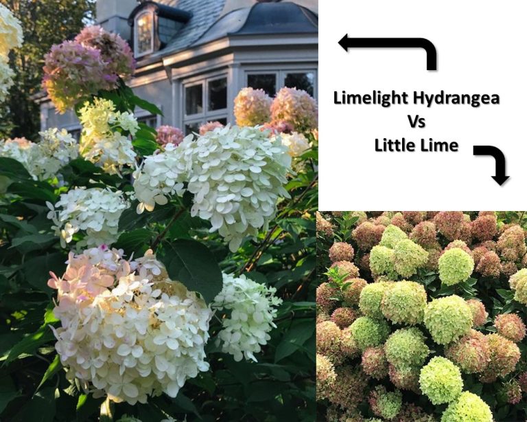 Limelight Hydrangea Vs Little Lime: A Reliable Way to Identify ...