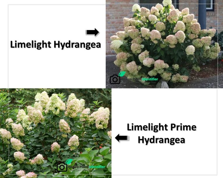 Limelight Hydrangea Vs Limelight Prime: Their Benefits and ...