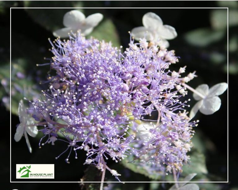 8 Incredible Lacecap Hydrangea Varieties for 2025 - InHousePlant - Your ...