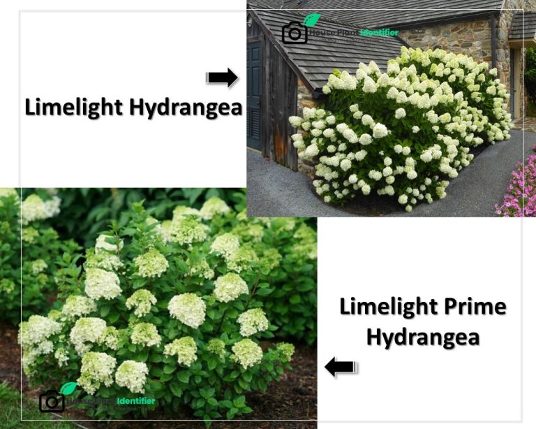 Limelight Hydrangea Vs Limelight Prime: Their Benefits and ...