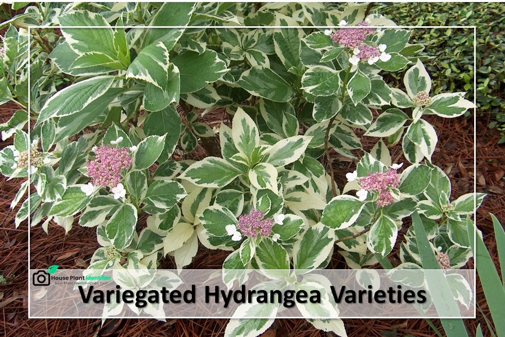 4 Incredible Variegated Hydrangea Varieties: My Special Offers for The New Year - InHousePlant ...