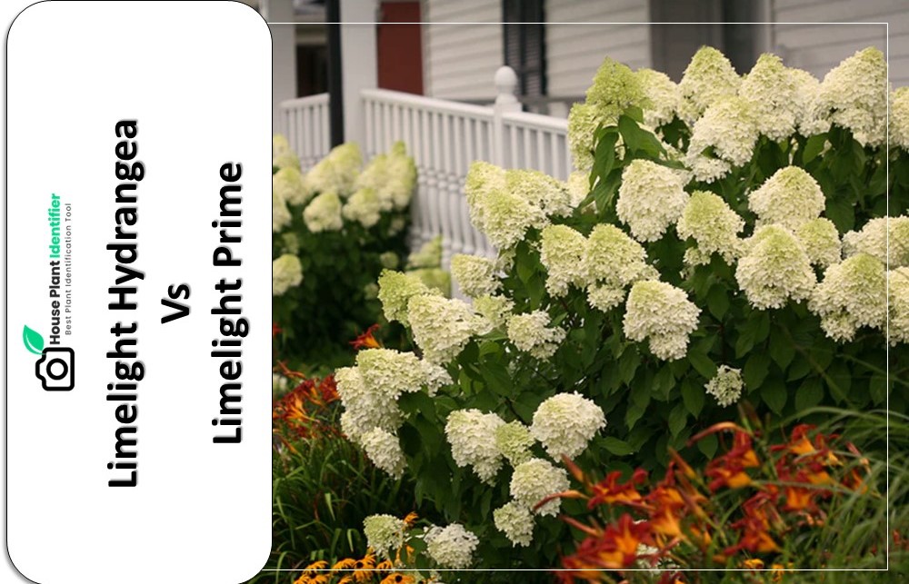Limelight Hydrangea Vs Limelight Prime: Their Benefits and ...