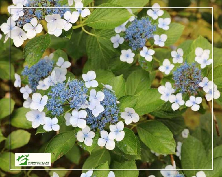 8 Incredible Lacecap Hydrangea Varieties for 2025 - InHousePlant - Your ...