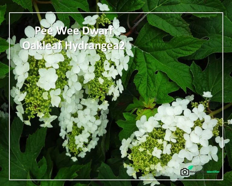 4 Dwarf Oakleaf Hydrangea Varieties that I Can't Miss Them ...