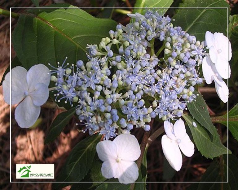 8 Incredible Lacecap Hydrangea Varieties for 2025 - InHousePlant - Your ...