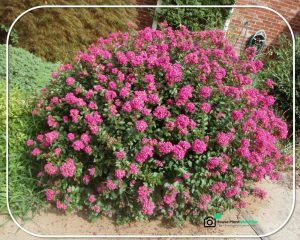 5 Admirable Dwarf Crape Myrtle Varieties: Add Elegant to your Small ...