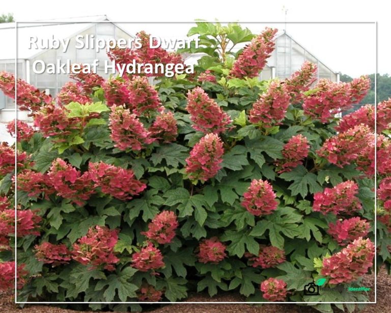 4 Dwarf Oakleaf Hydrangea Varieties that I Can't Miss Them ...