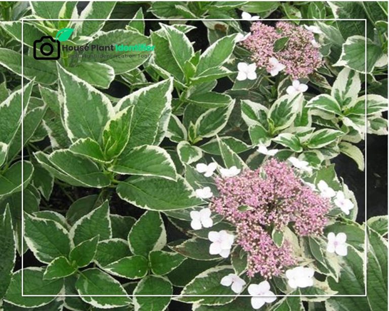 4 Incredible Variegated Hydrangea Varieties: My Special Offers for The ...