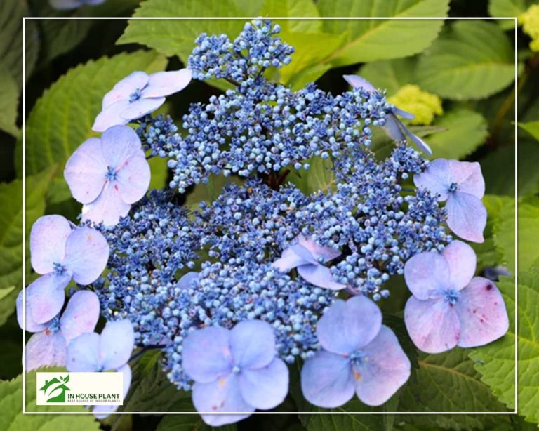 8 Incredible Lacecap Hydrangea Varieties for 2025 - InHousePlant - Your ...